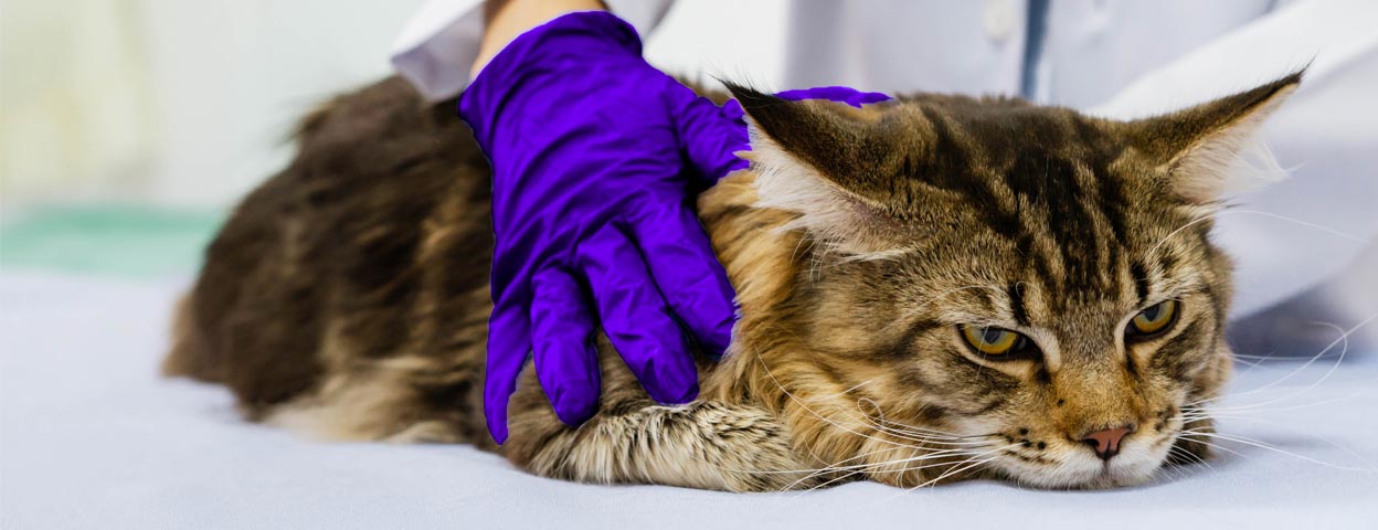 Les infections urinaires chez les chats